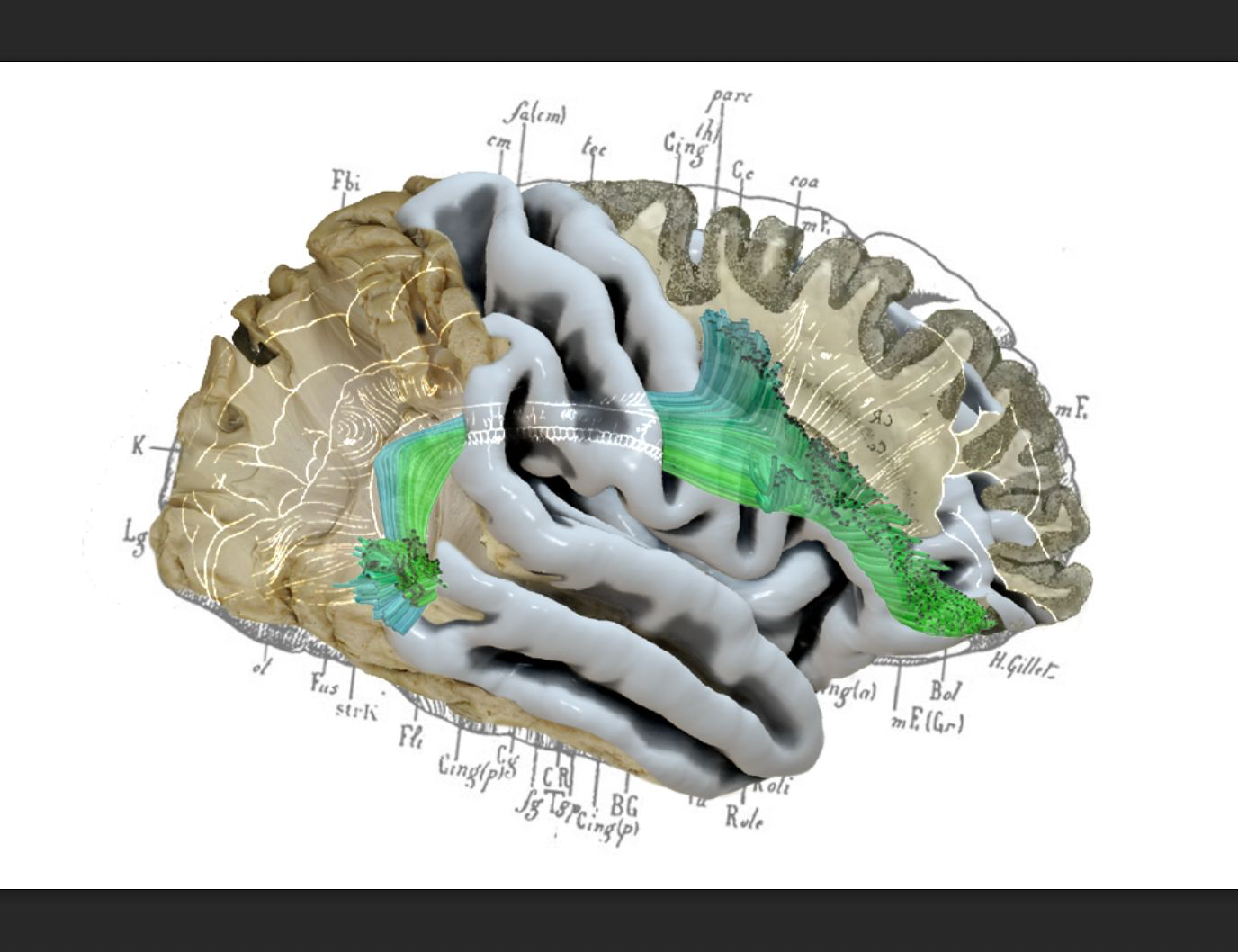 A 3D Atlas of Brain Connections - FBK
